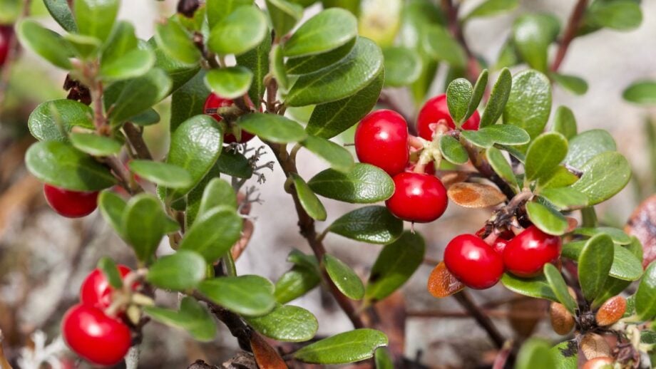 How to Plant, Grow, and Care for Bearberry