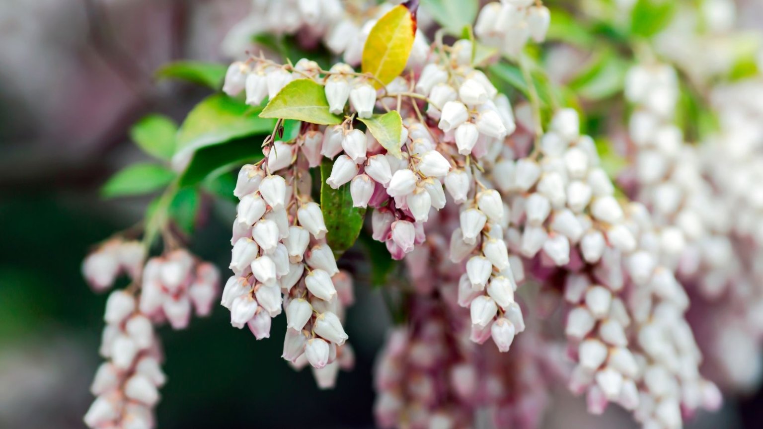 How to Plant, Grow, and Care for Bearberry