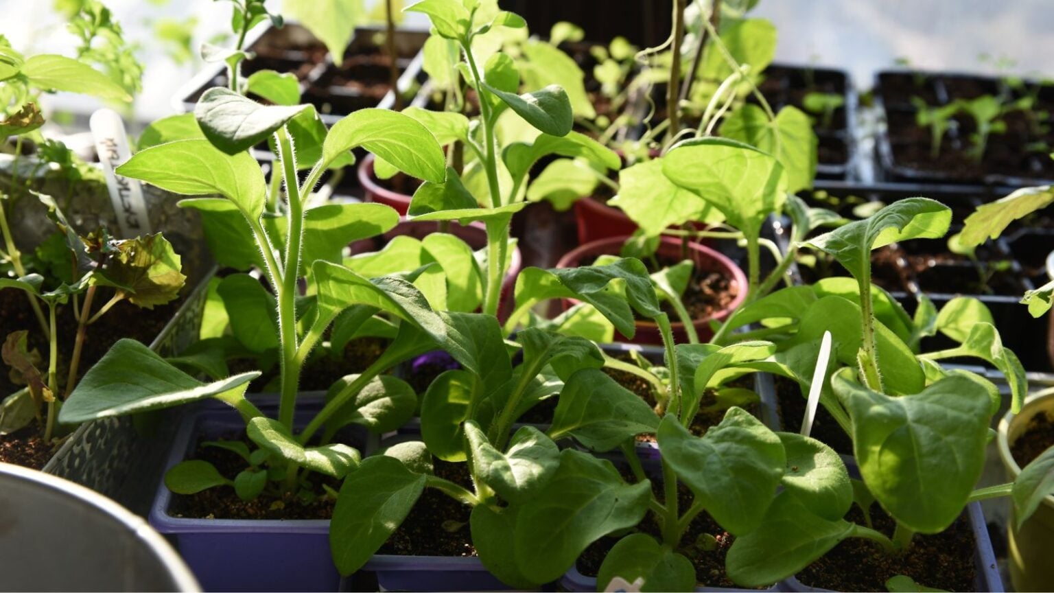 How to Propagate Petunias From Cuttings