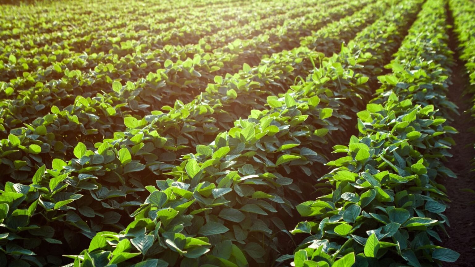 What is Crop Rotation? Benefits and Examples