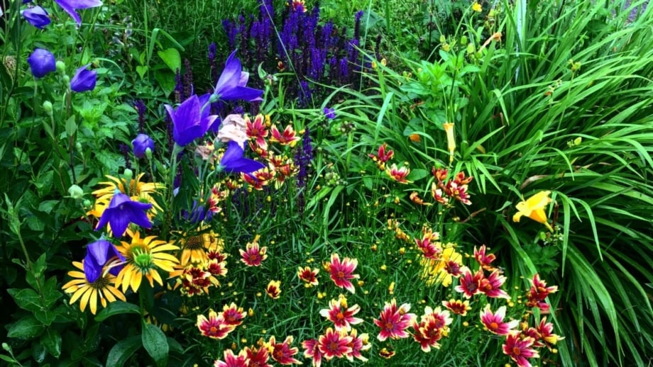 19 Perfect Perennials For Hardiness Zone 4