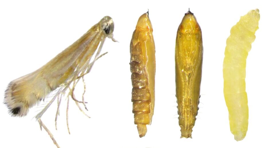 How to Identify and Control Citrus Leafminer