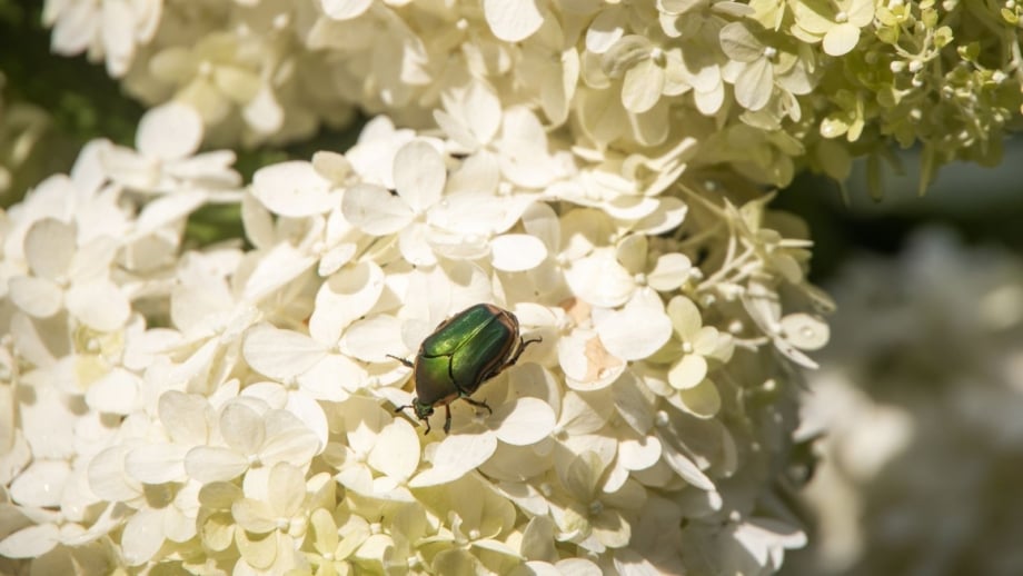 Hydrangea Pests: Identification, Prevention, and Treatment