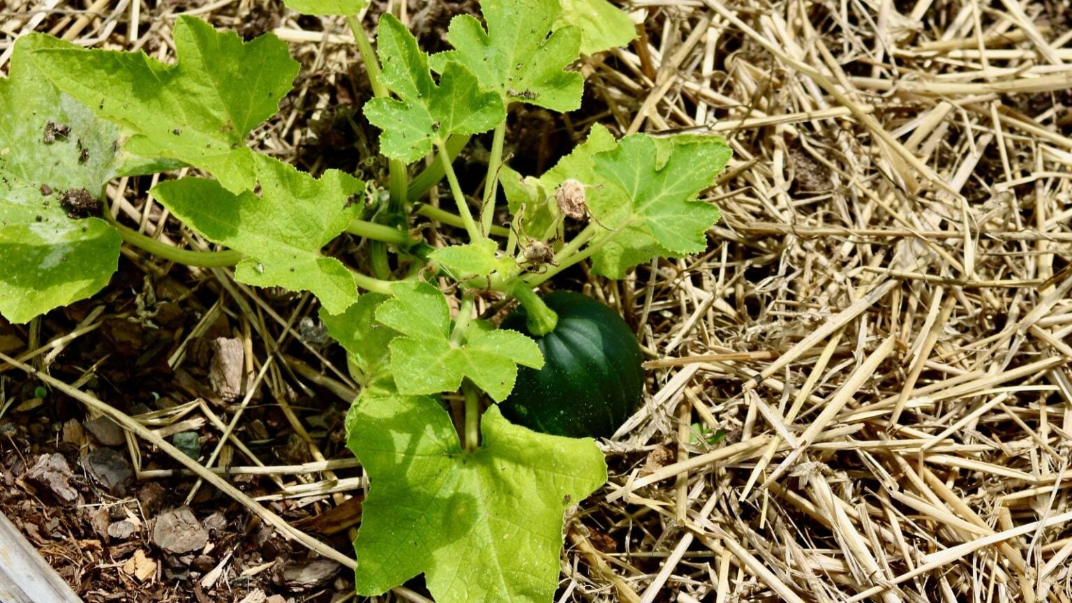 How to Plant, Grow, and Care for Acorn Squash