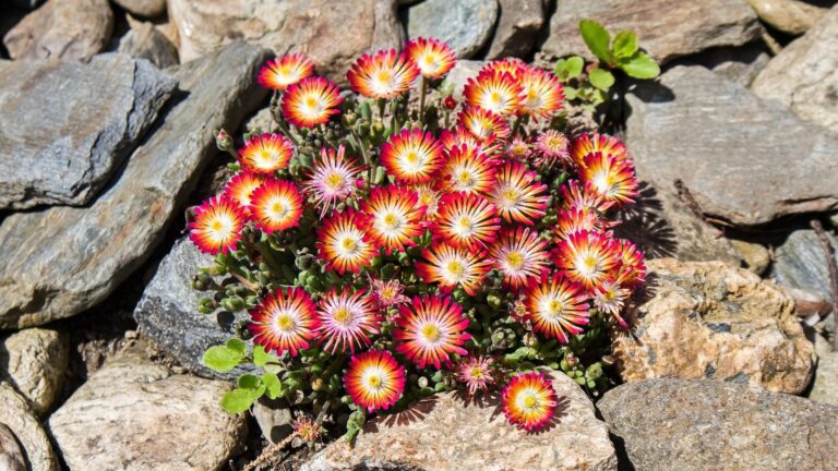 How to Plant, Grow, and Care for Ice Plant