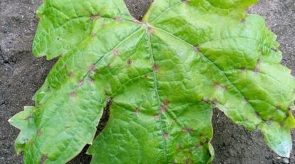 13 Zucchini Diseases: How to Identify, Prevent, and Treat Them