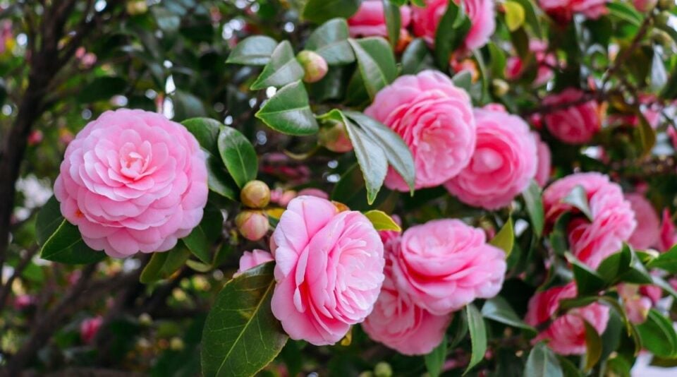 27 Shade Friendly Perennials For Hardiness Zone 9