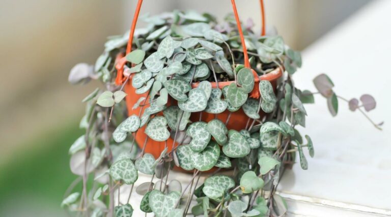 17 Best Hanging Houseplants For Indoor Gardens