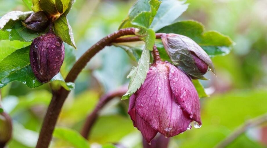11 Reasons Your Hellebores Aren't Blooming (and How to Fix it)
