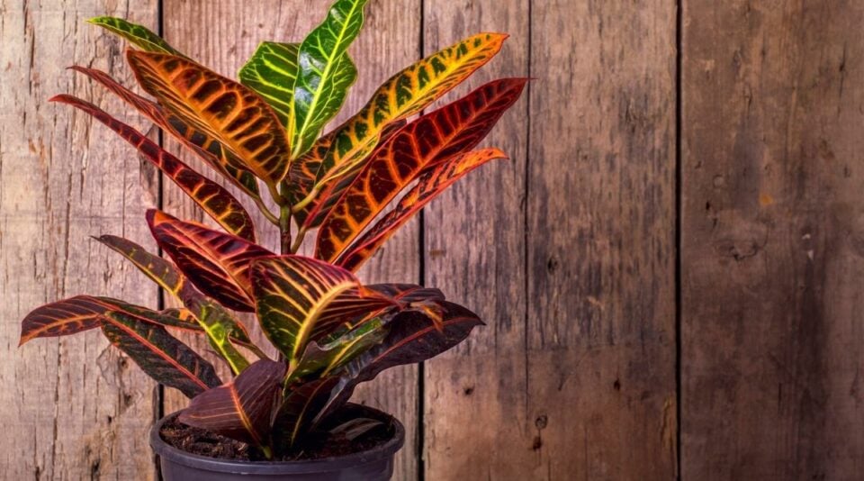 34 Variegated Houseplants With Beautiful Leaf Patterns