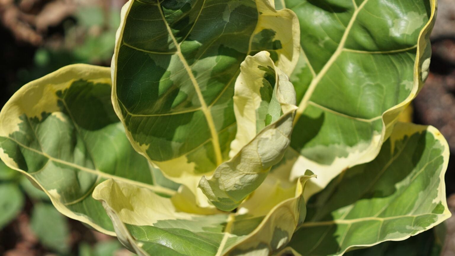 Common Fiddle Leaf Fig Problems and How to Fix Them