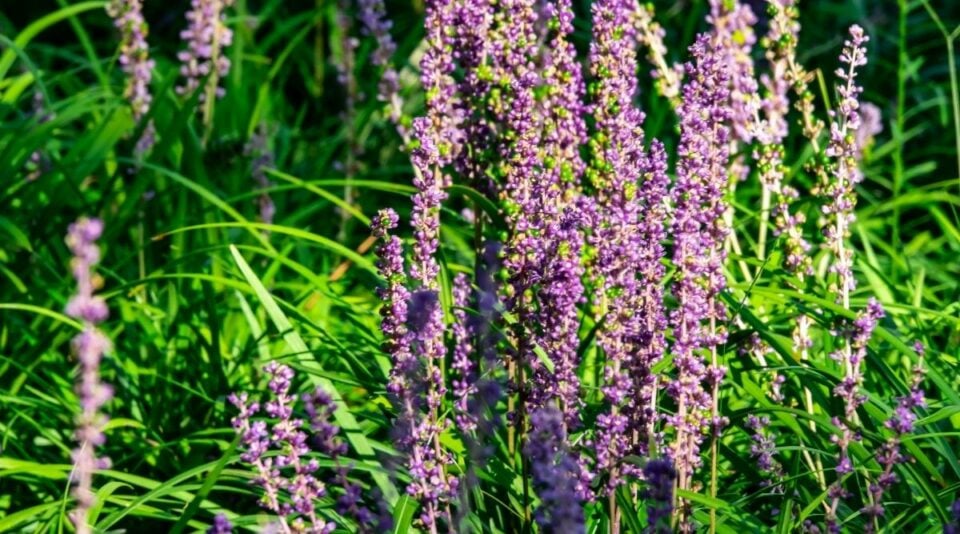 27 Shade Friendly Perennials For Hardiness Zone 9