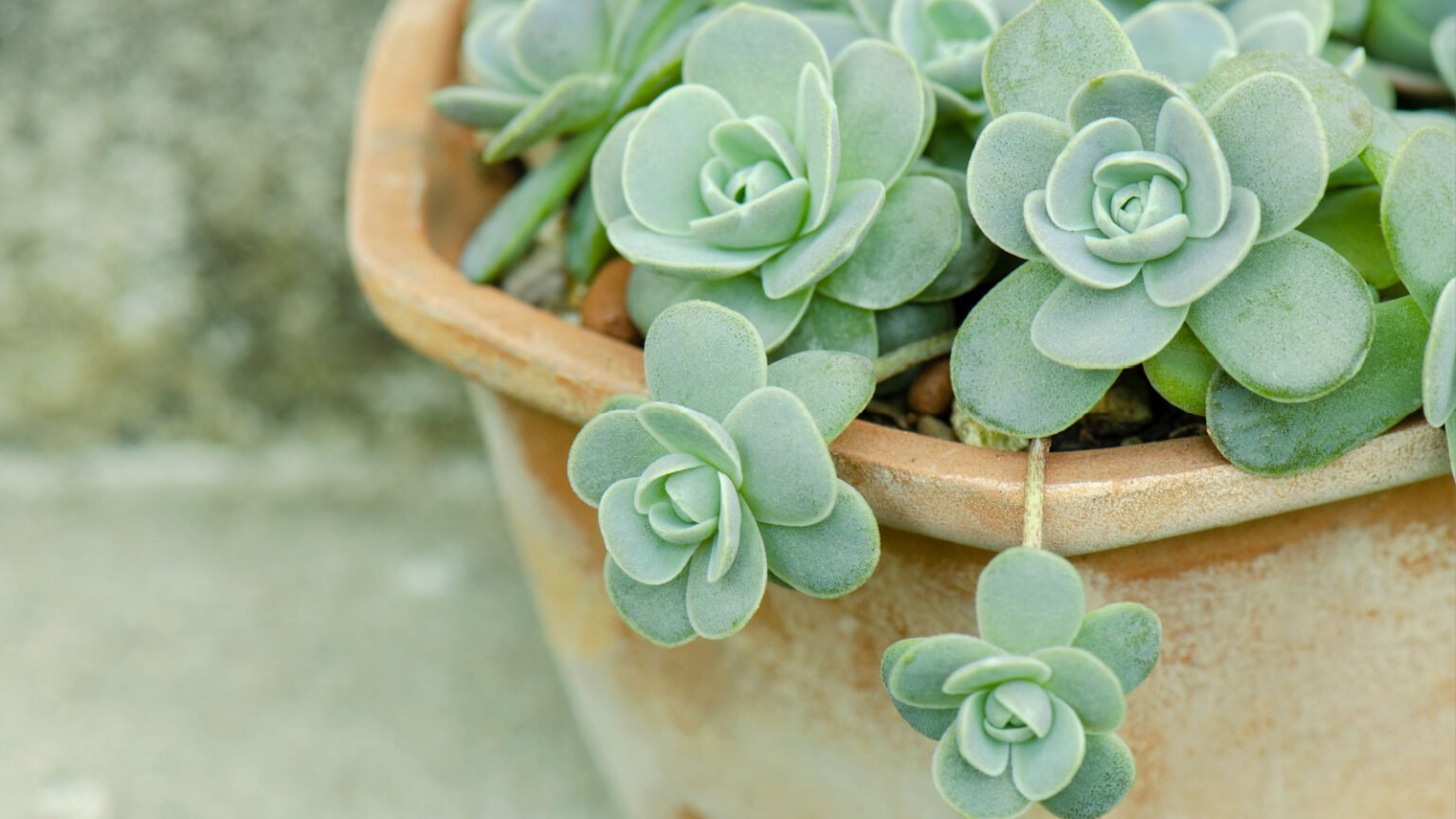 55 Types of Succulents With Names and Pictures