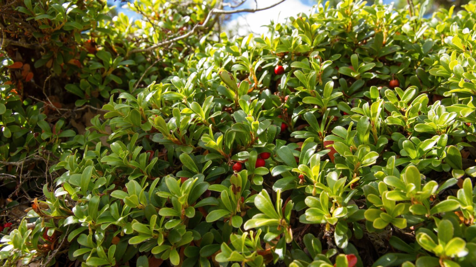 How to Plant, Grow, and Care for Bearberry