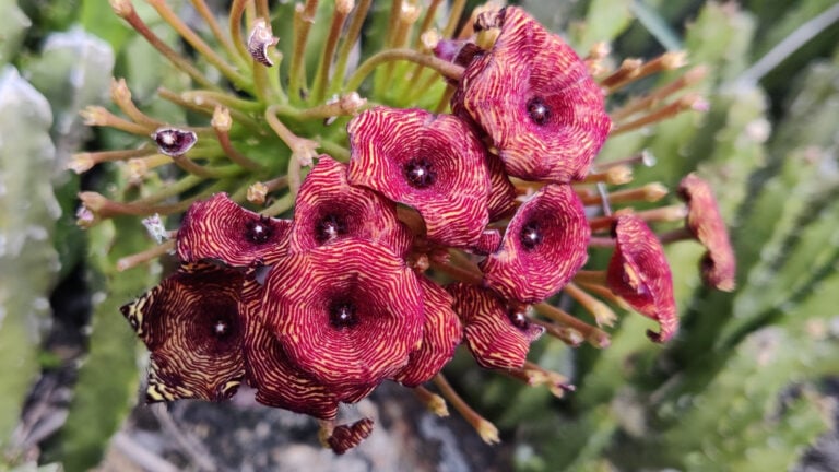 55 Types of Succulents With Names and Pictures