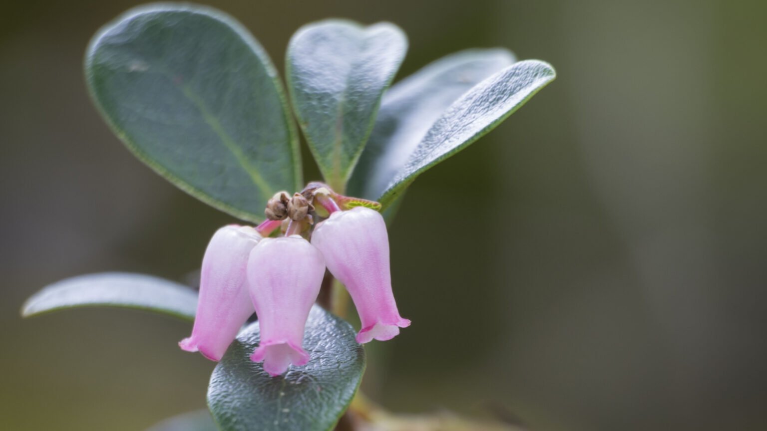 How to Plant, Grow, and Care for Bearberry