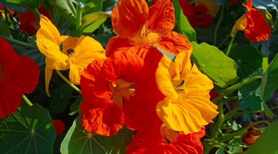 15 Full Sun Perennials For Hardiness Zone 9
