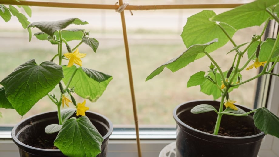 How to Grow Cucumbers in Pots