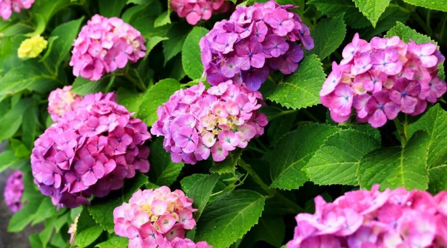 15 Tips For Summer Hydrangea Care This Season