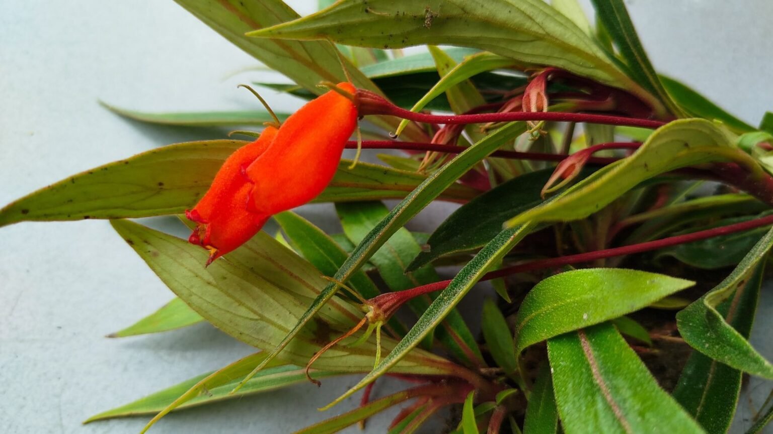 How to Plant, Grow, and Care for Goldfish Plant