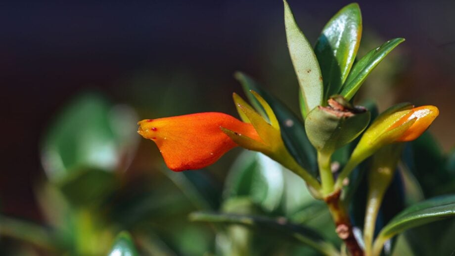 How to Plant, Grow, and Care for Goldfish Plant