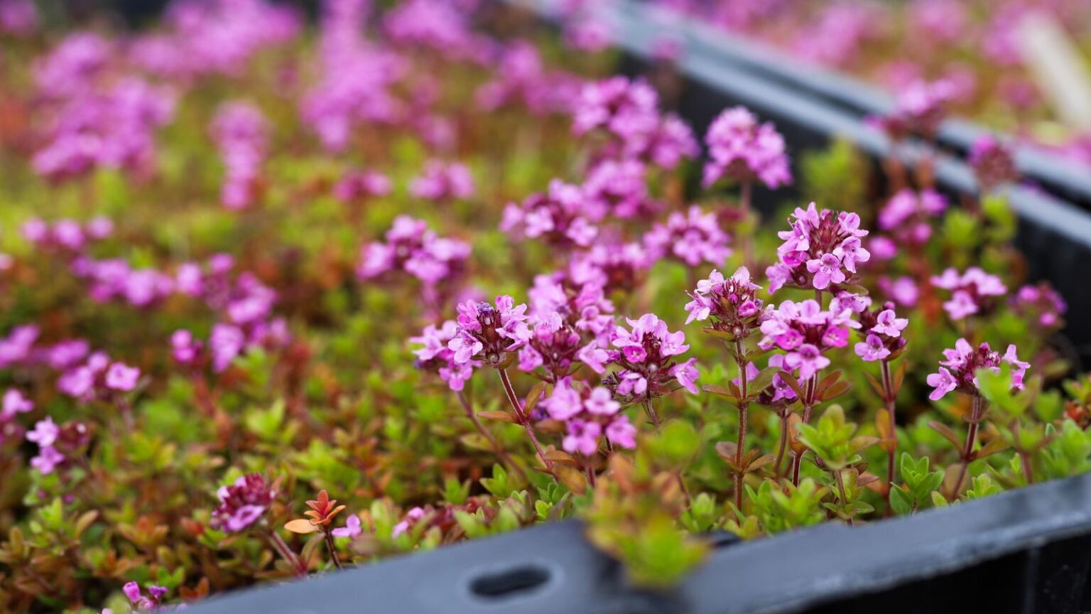 How to Plant, Grow, and Care for Wild Thyme