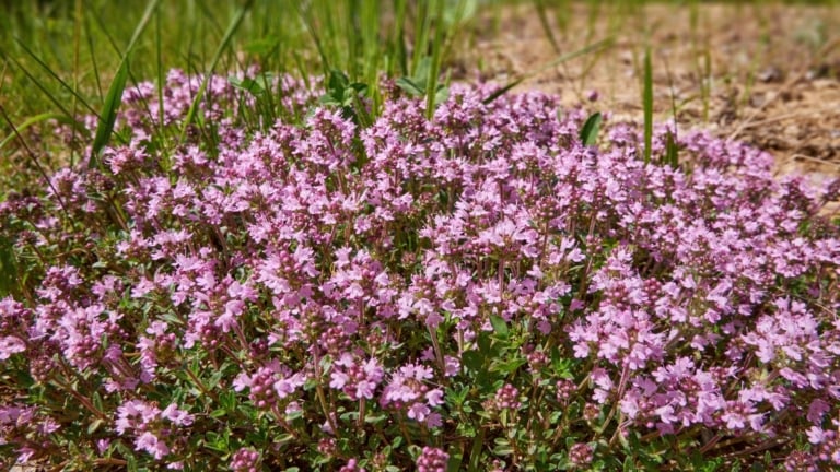 How to Plant, Grow, and Care for Wild Thyme
