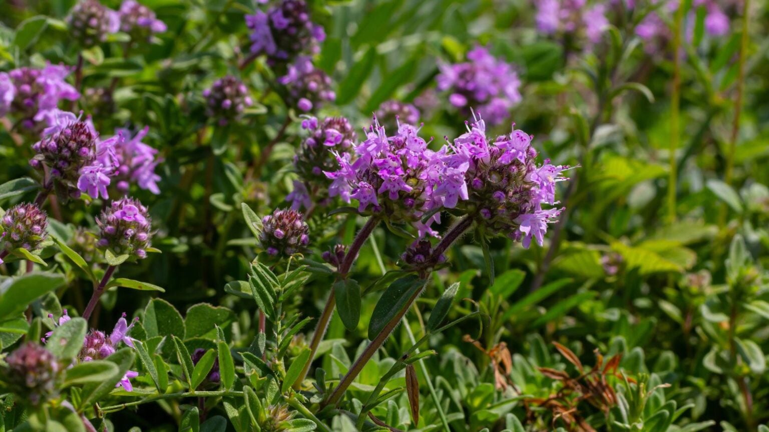 How to Plant, Grow, and Care for Wild Thyme