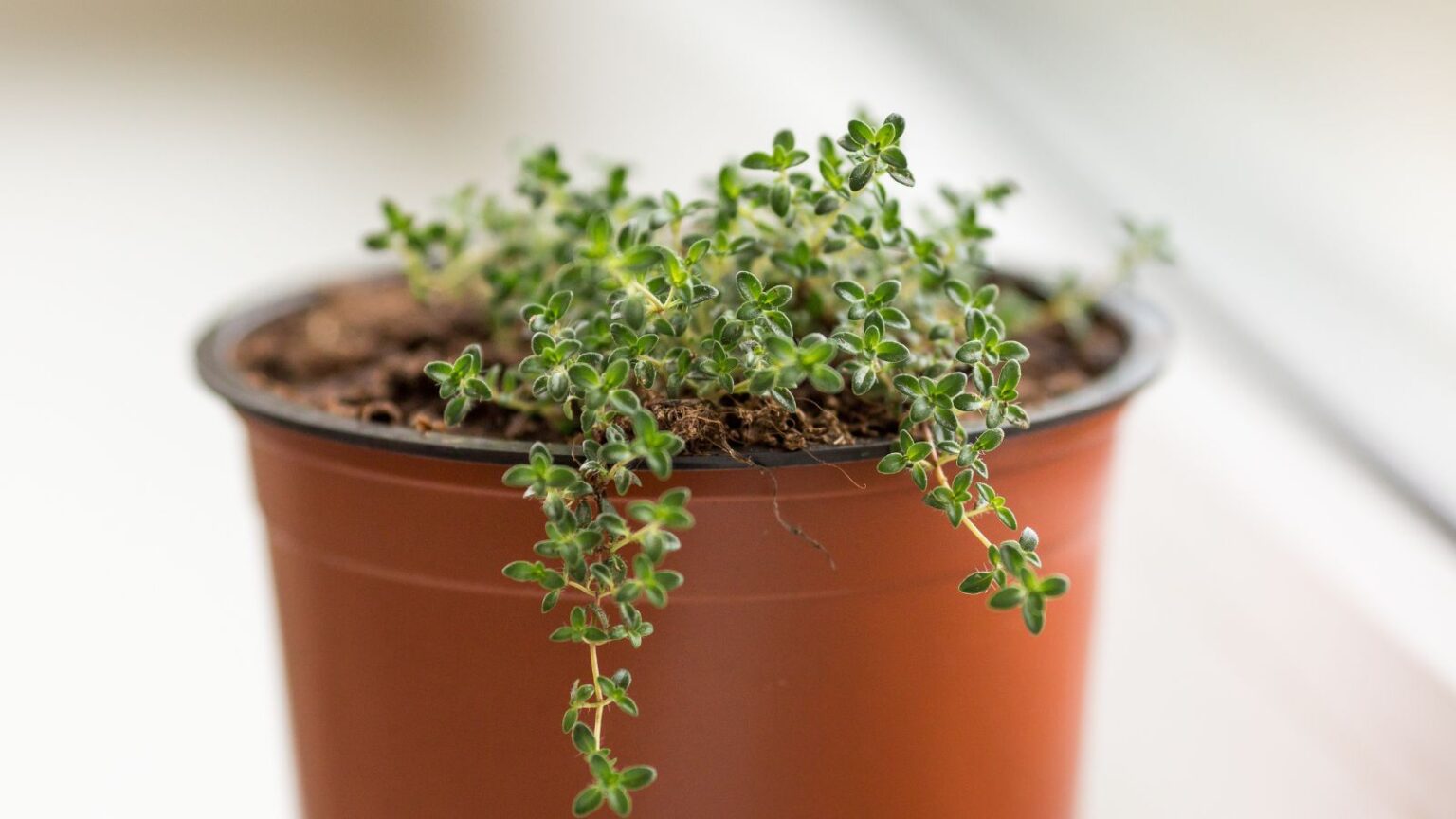 How to Plant, Grow, and Care for Wild Thyme