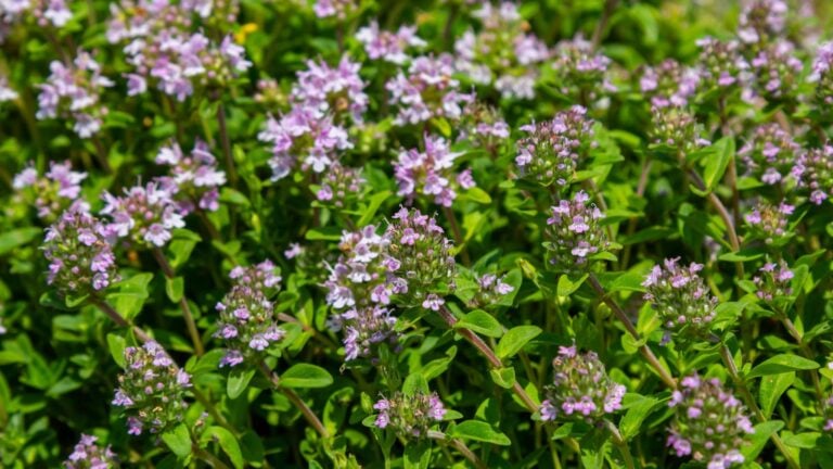 How to Plant, Grow, and Care for Wild Thyme