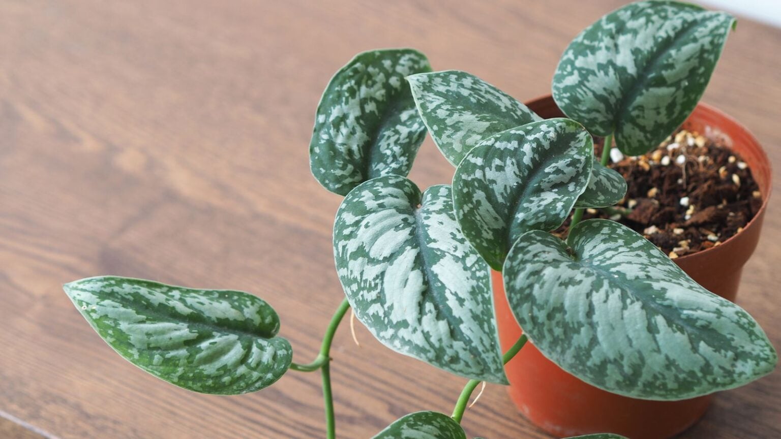 How to Plant, Grow, and Care for Scindapsus Pictus