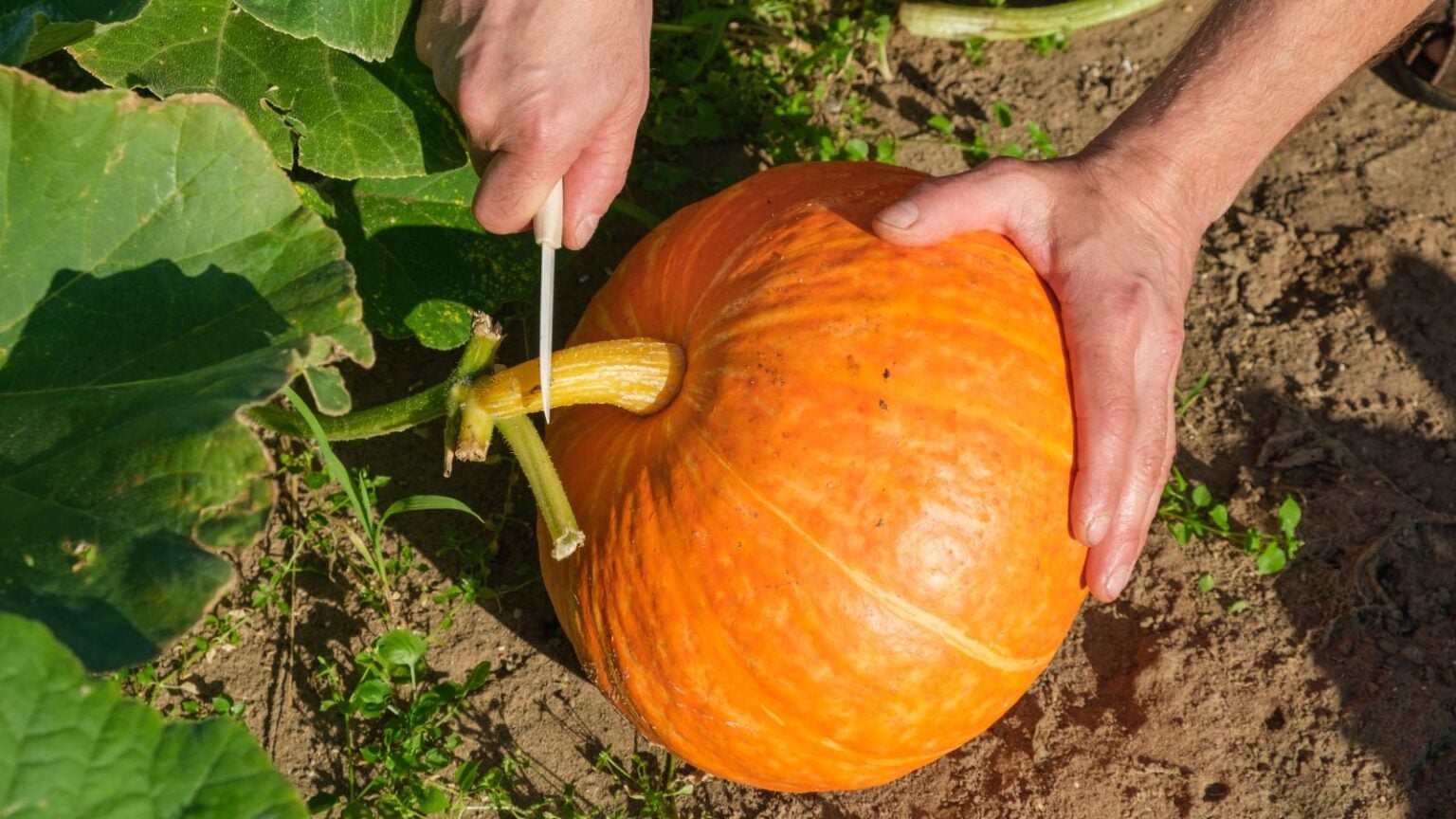 Harvesting Pumpkins: Timing, Curing, and Storing