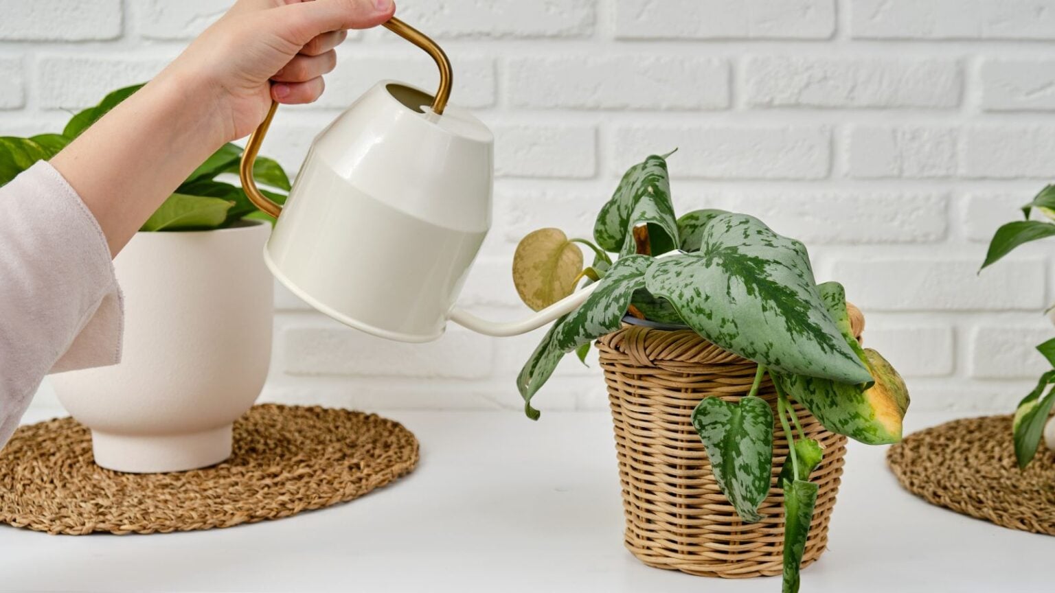 How to Plant, Grow, and Care for Scindapsus Pictus