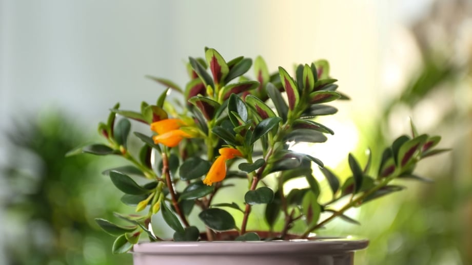 How to Plant, Grow, and Care for Goldfish Plant