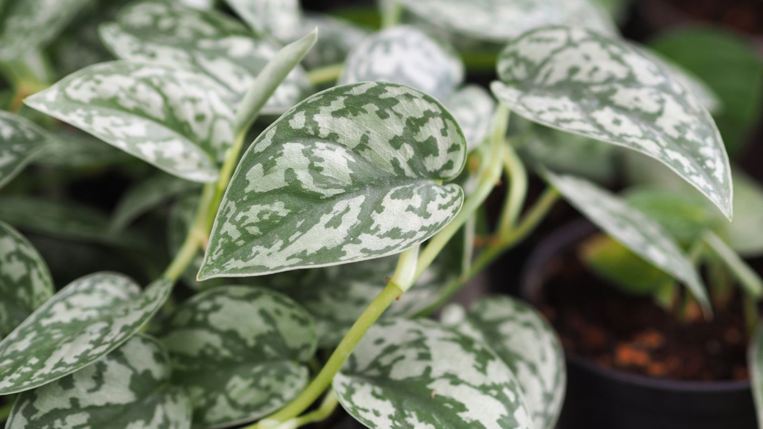 How to Plant, Grow, and Care for Scindapsus Pictus