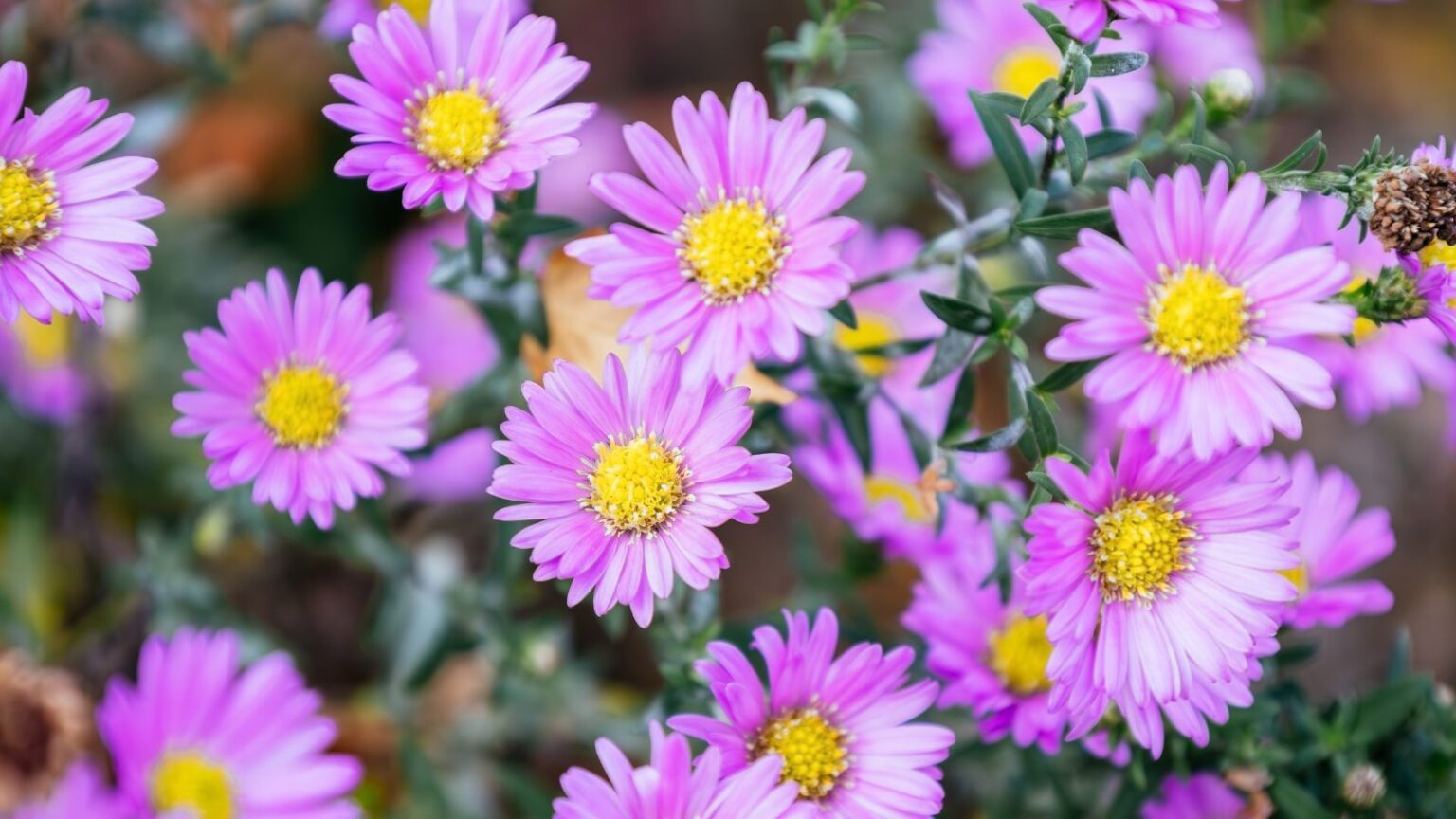 Aster Varieties: 25 Types of Aster Flowers For Your Garden