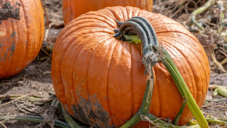 Harvesting Pumpkins: Timing, Curing, and Storing