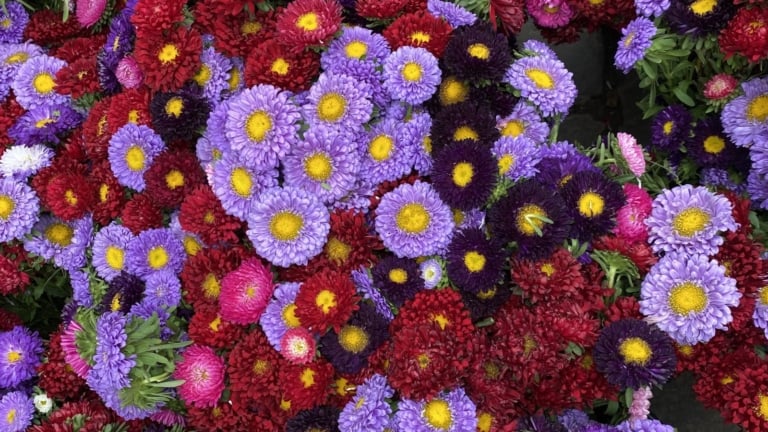 Aster Varieties: 25 Types of Aster Flowers For Your Garden