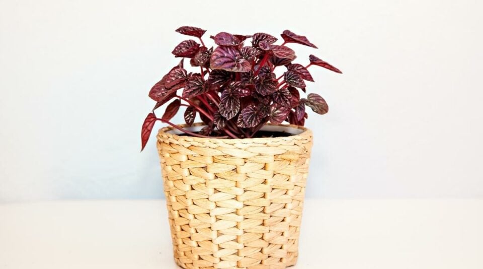 45 Houseplants With Red & Variegated Red Leaves