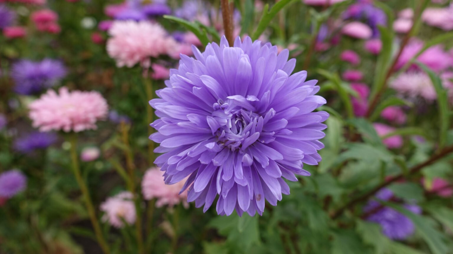 Aster Varieties: 25 Types of Aster Flowers For Your Garden
