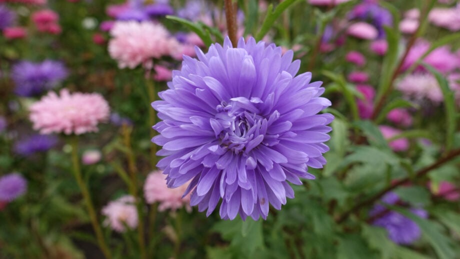 Aster Varieties: 25 Types of Aster Flowers For Your Garden
