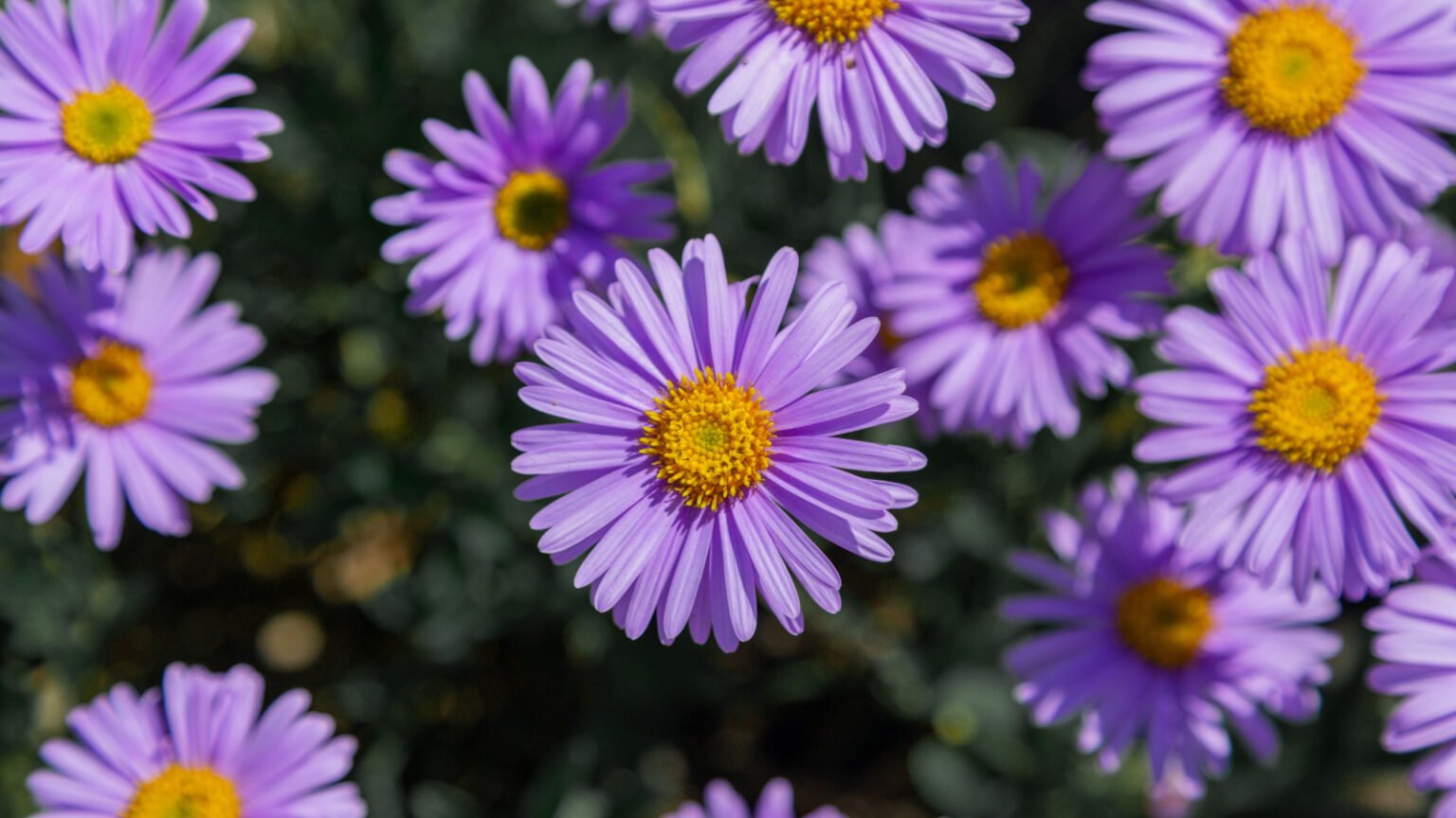 Aster Varieties: 25 Types of Aster Flowers For Your Garden