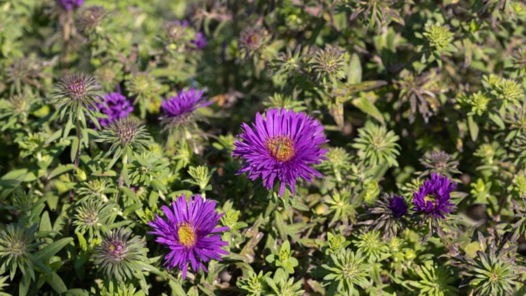 Aster Varieties: 25 Types of Aster Flowers For Your Garden