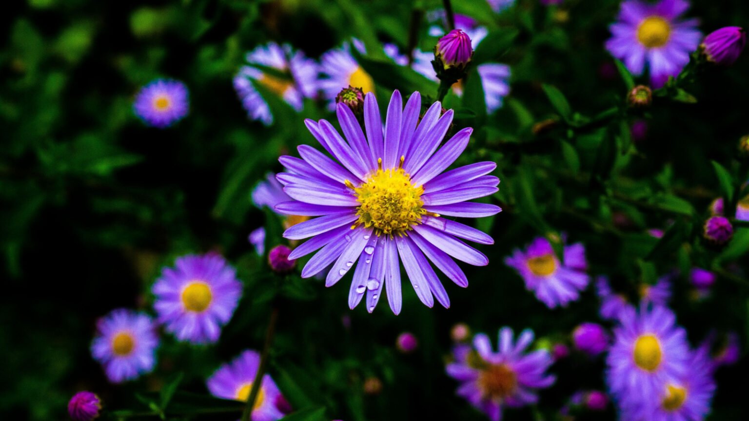 Aster Varieties: 25 Types of Aster Flowers For Your Garden