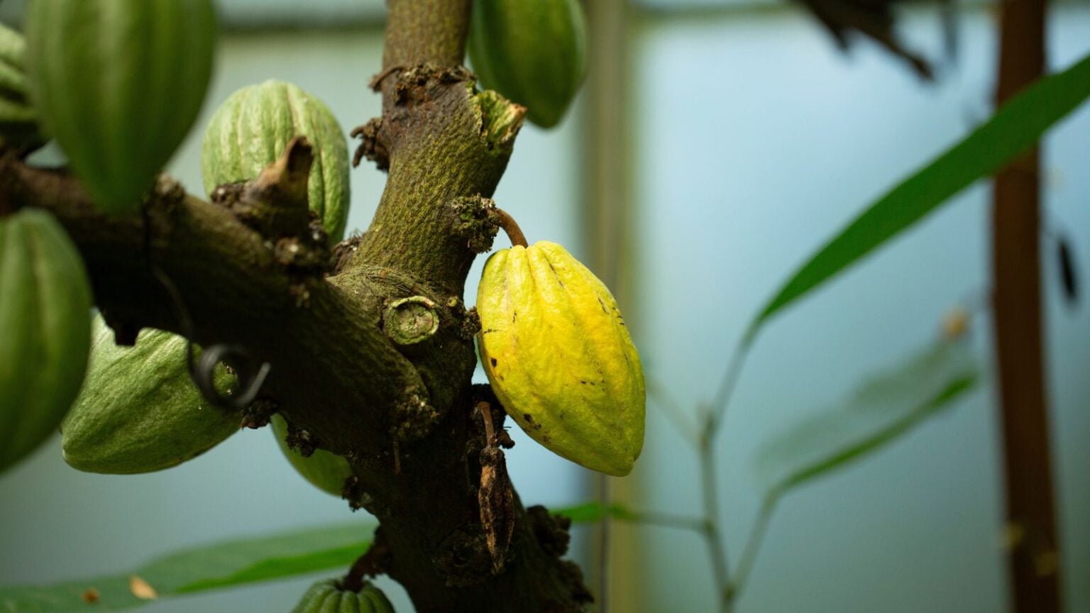 How to Plant, Grow, and Care for Cacao Trees