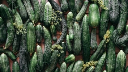 40 Cucumber Varieties You Should Grow