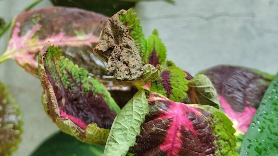 15 Common Problems With Coleus Plants
