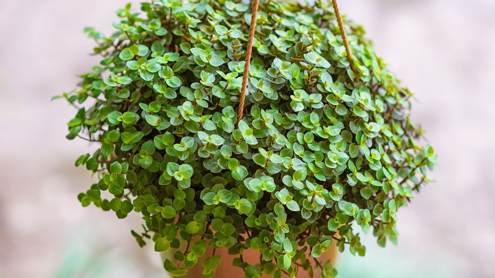 Callisia Repens: How to Plant, Grow and Care For Turtle Vine