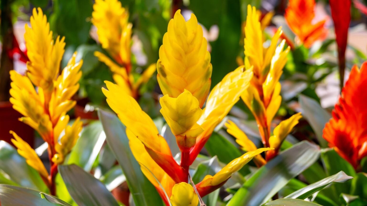 How to Plant, Grow, and Care for Guzmania