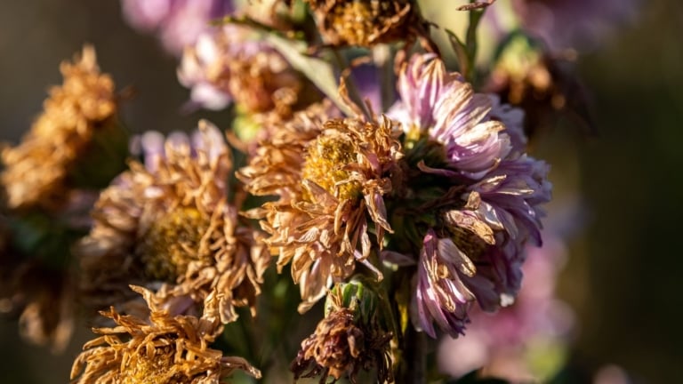 8 Common Reasons Your Asters Are Dying and How to Fix it